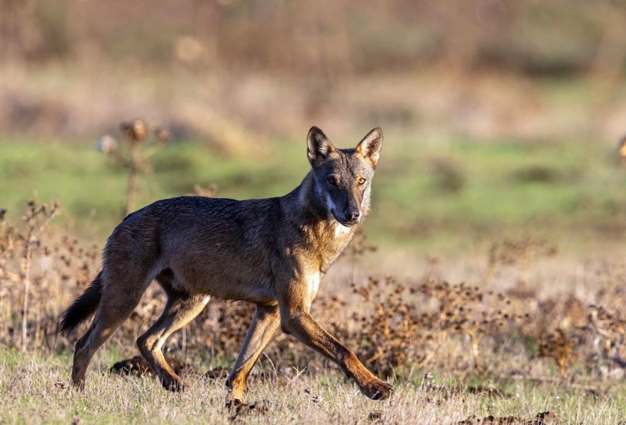 La trilogia del lupo al via nel Parco della Maremma, il ciclo d’incontri per aiutare a convivere ...